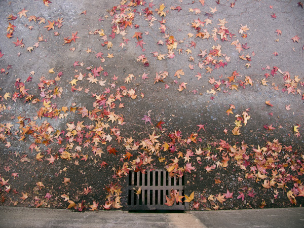 Fall Festivities | Oaktown Art | Oakland Art, Public Art, Murals ...